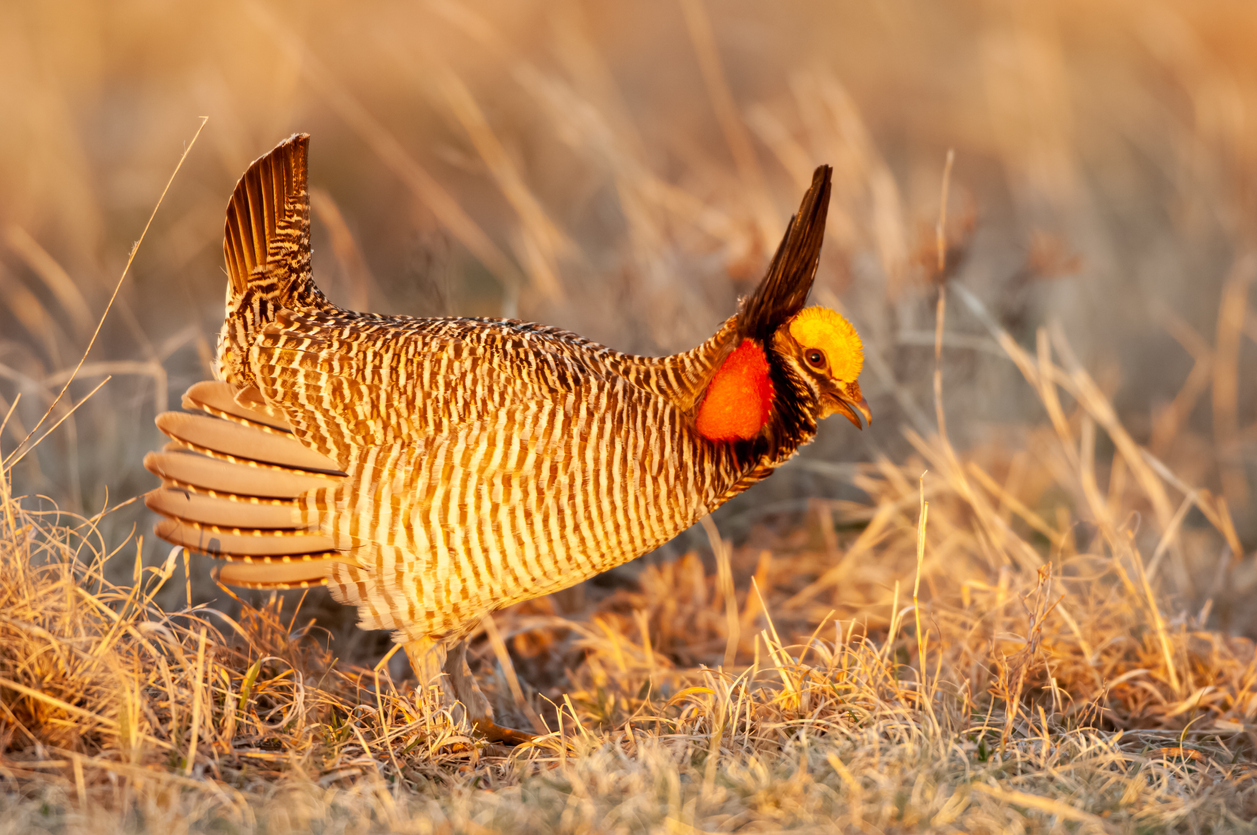 AG Lawsuit Challenges Endangered Status of Lesser Prairie-Chickens ...